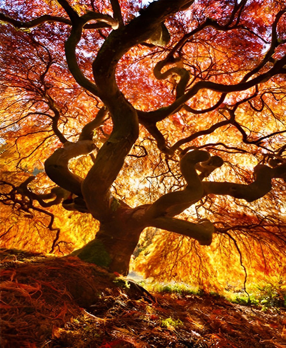 Diamond Art Painting Kits - Large Tree with Orange Leaves – Diamondart.uk